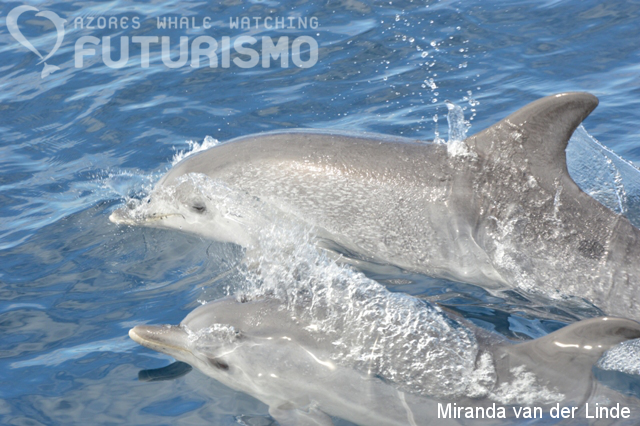 Azorean marine diversity - Azores Whales