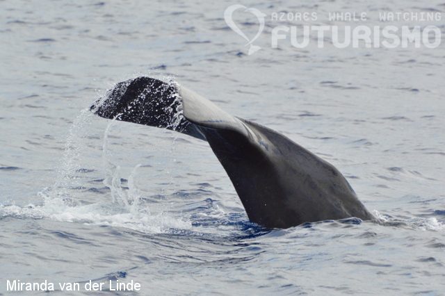 Cachalotes amigos - Sperm whale friends - Azores Whales