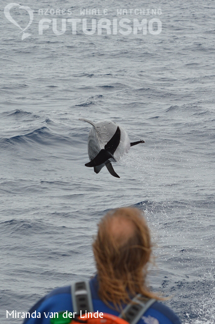 Dolphin watching in the rain - Azores Whales