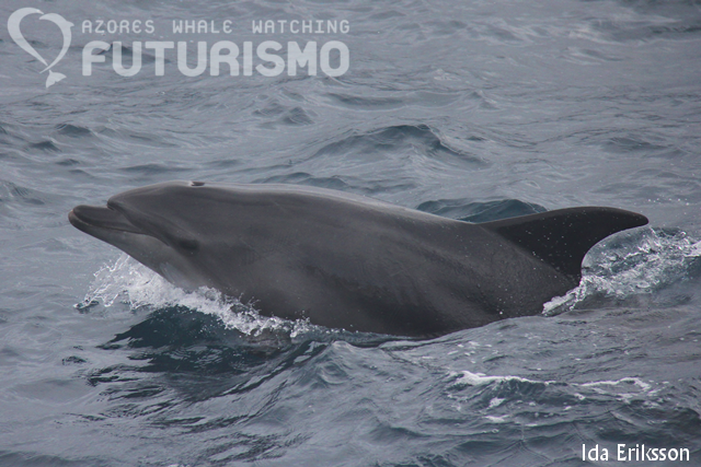 Dolphins and a turtle in rain - Azores Whales