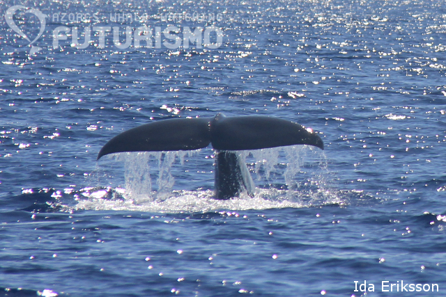 Azores marine life: whales, dolphins, mantas, turtles a marlin and more ...