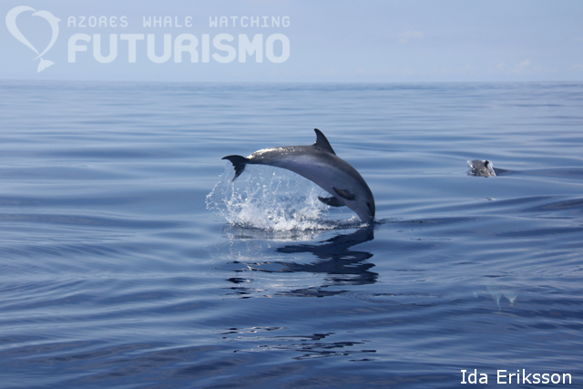 Azores marine life: whales, dolphins, mantas, turtles a marlin and more ...