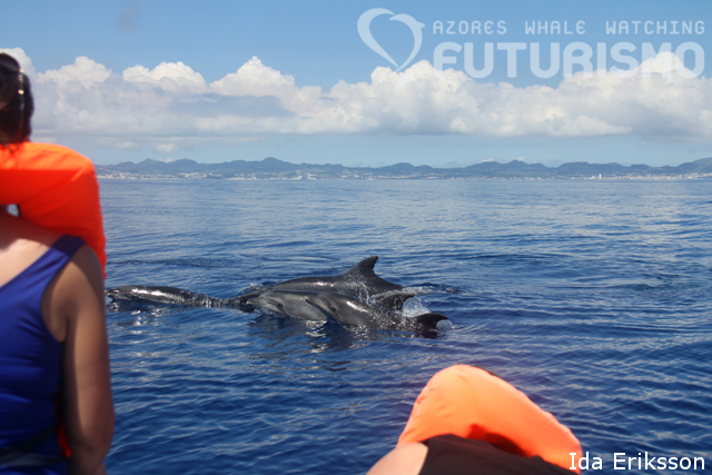 Azores marine life: whales, dolphins, mantas, turtles a marlin and more ...
