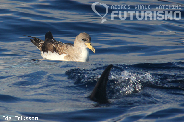 Azores marine life: whales, dolphins, mantas, turtles a marlin and more ...