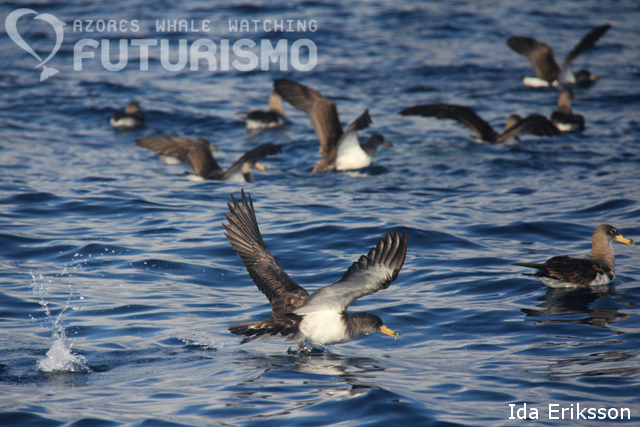 Azores marine life: whales, dolphins, mantas, turtles a marlin and more ...