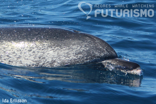 Feeding time! - Azores Whales