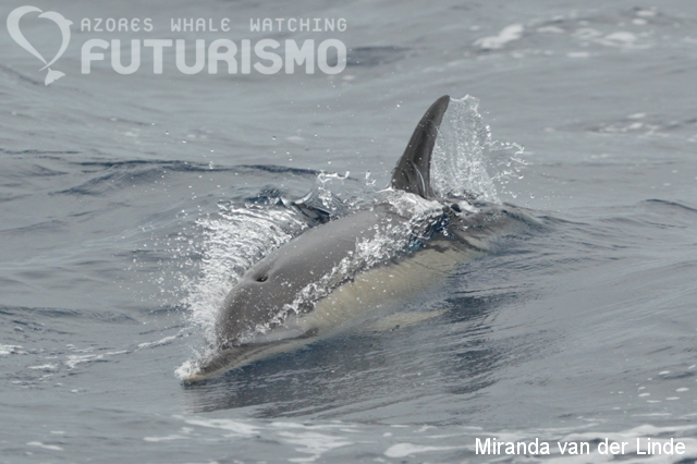 Rain in the morning - dolphins in the afternoon - Azores Whales