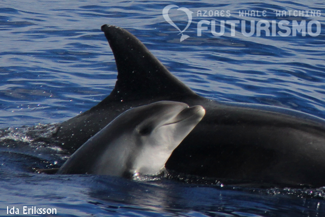 Dolphin communication - Azores Whales