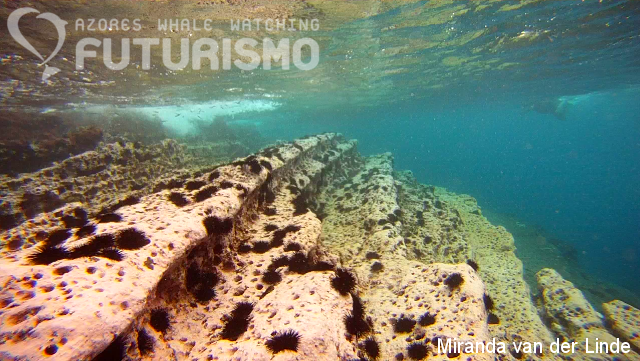 Exploring the underwater world of the Azores - Azores Whales