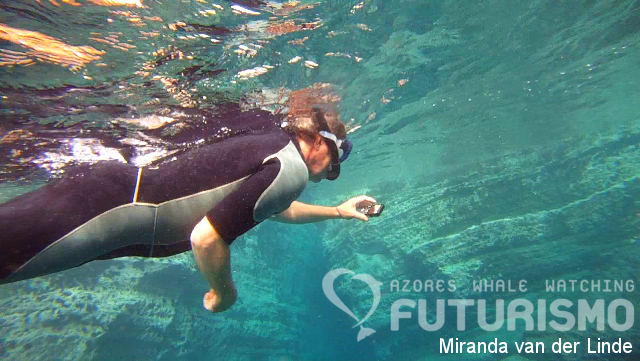 Exploring the underwater world of the Azores - Azores Whales