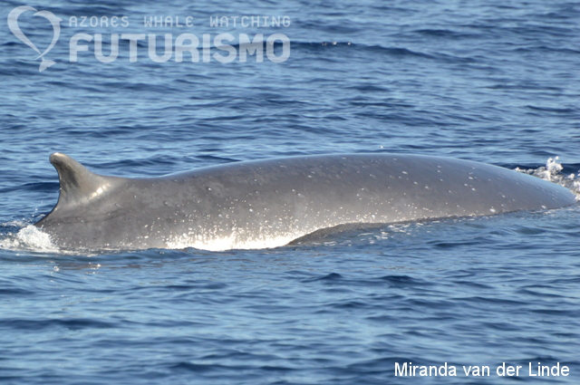 What a gift! - Azores Whales