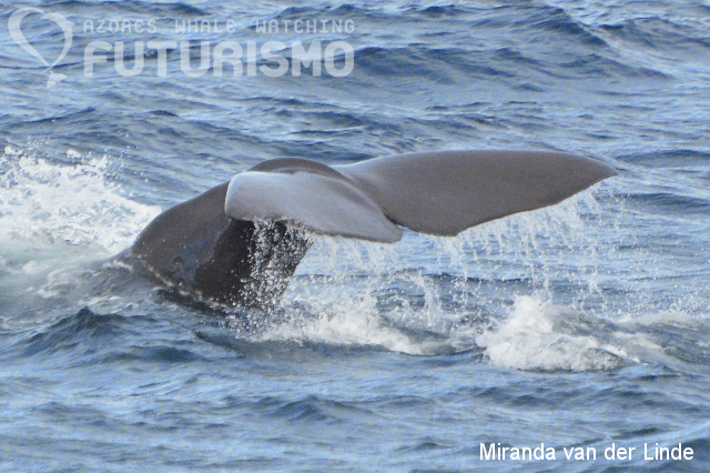 A morning with 12 whales! - Azores Whales