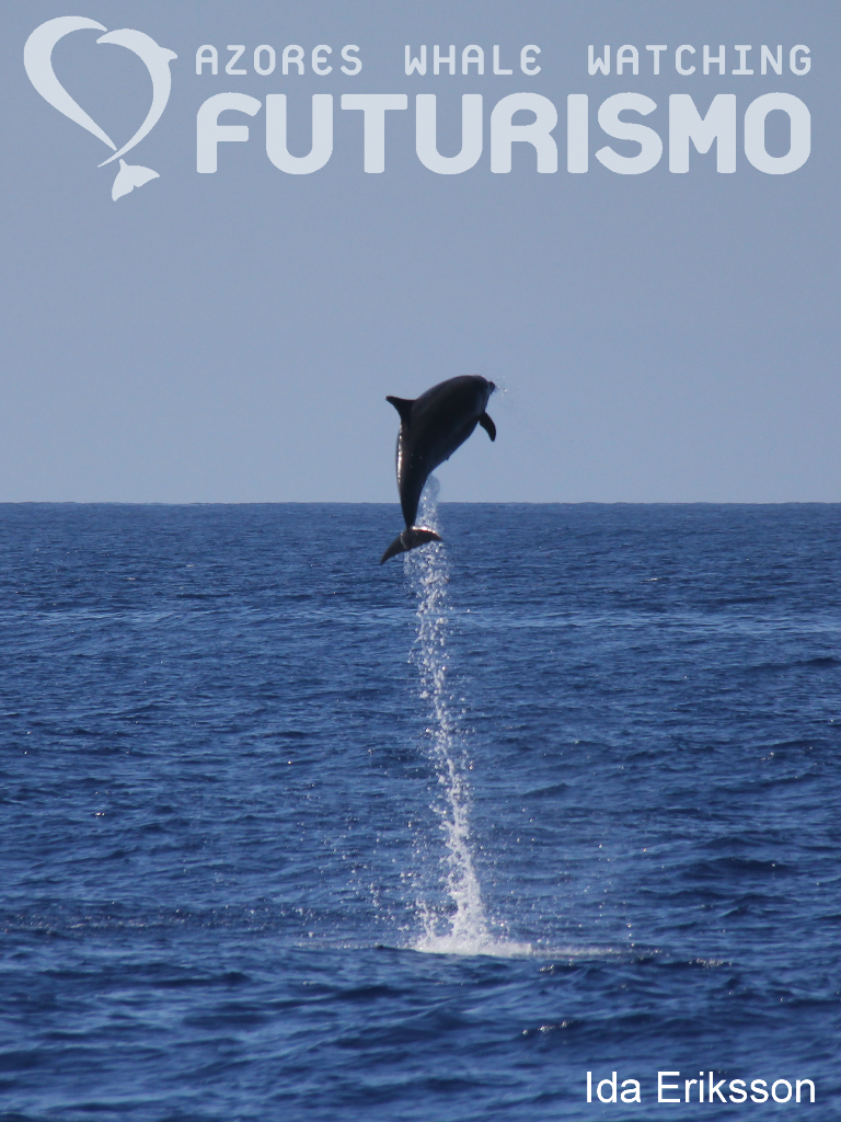 All you need to know about cetaceans - Azores Whales