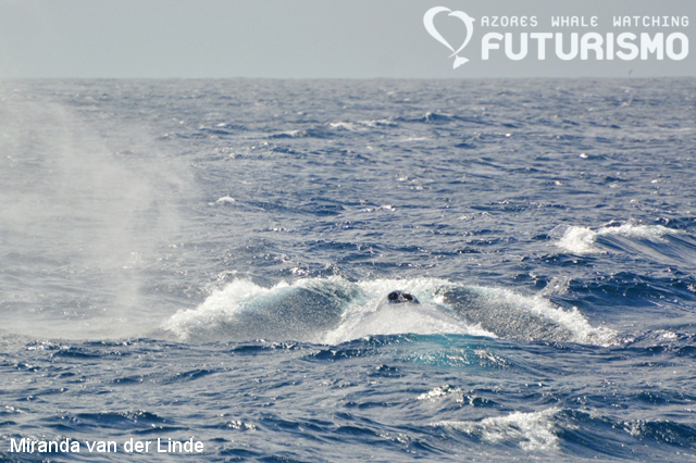 The great blue - Azores Whales