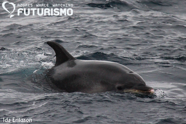 Dolphins in rain - Azores Whales