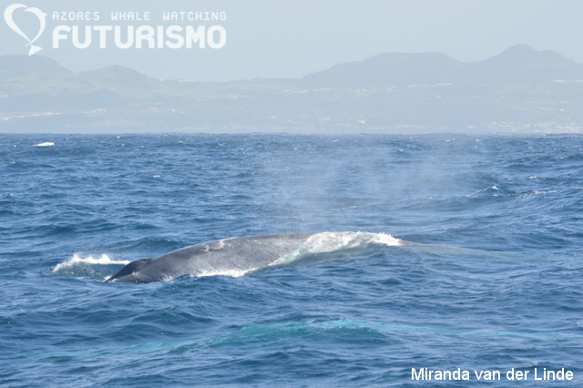 Wild blue whale watching - Azores Whales
