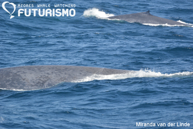 Wild blue whale watching - Azores Whales