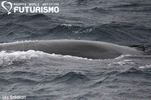 Curious fin whales in rain - Azores Whales