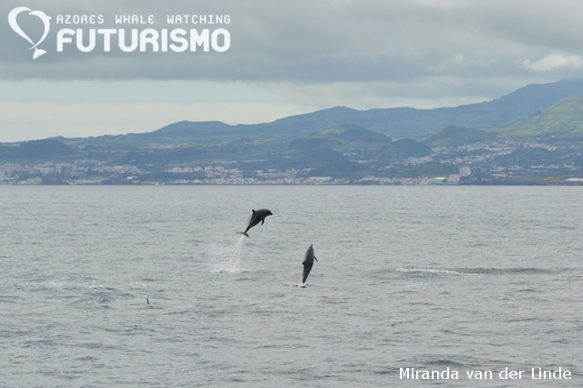 A day with 3 of our residents - Azores Whales
