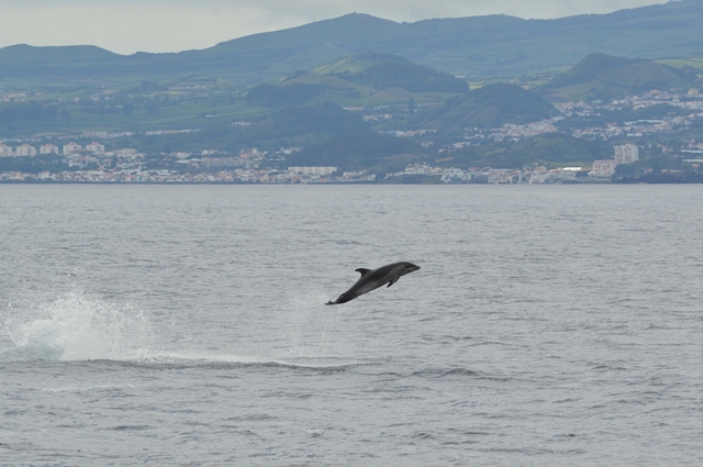 A day with 3 of our residents - Azores Whales