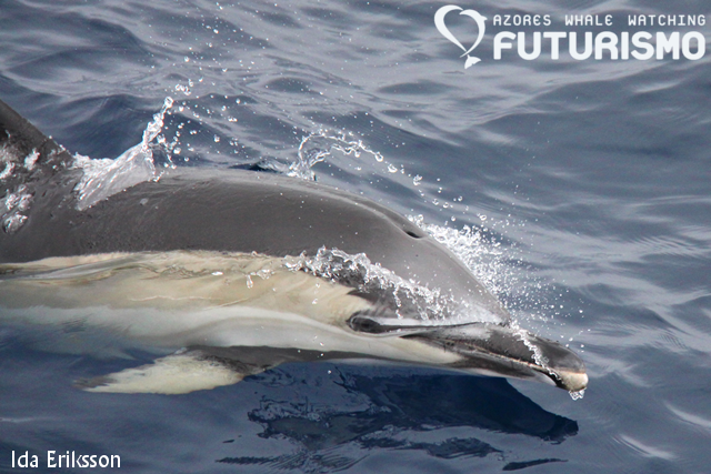 Dolphins in rain and mist - Azores Whales