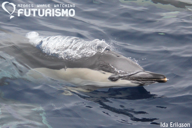 Dolphins in rain and mist - Azores Whales