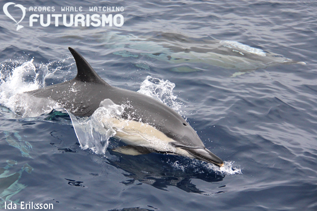 Dolphins in rain and mist - Azores Whales