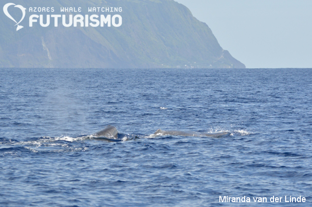 The surprise of wild animals - Azores Whales