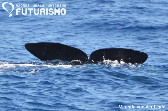 The surprise of wild animals - Azores Whales