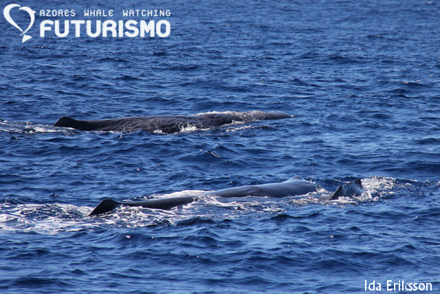 Lots of different animals - Azores Whales