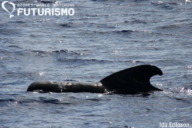 Lots of different animals - Azores Whales