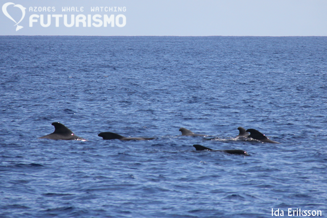 Lots of different animals - Azores Whales