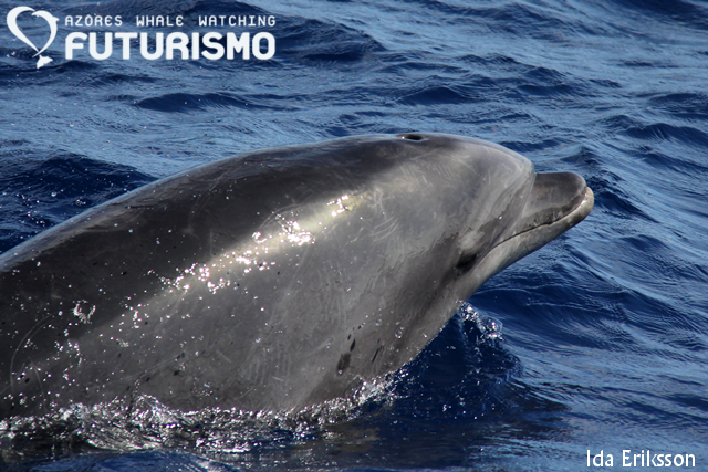 Lots of different animals - Azores Whales