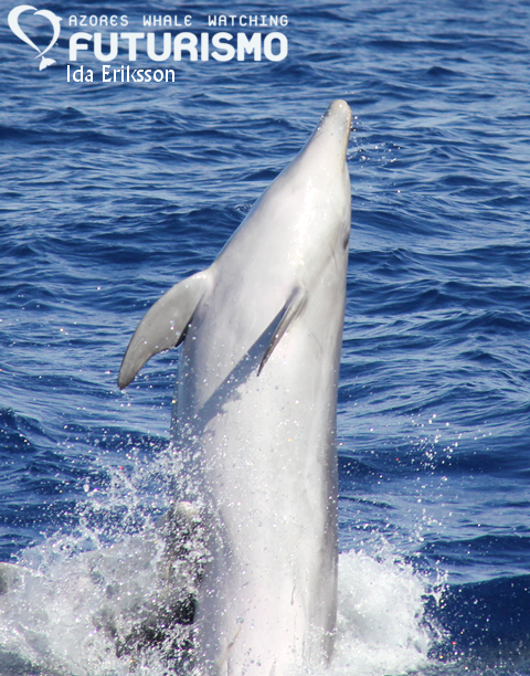 Lots of different animals - Azores Whales