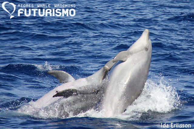 Lots of different animals - Azores Whales
