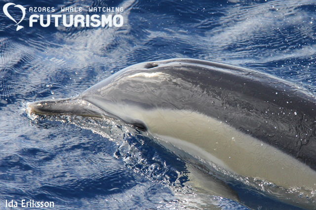 The surprise of wild animals - Azores Whales