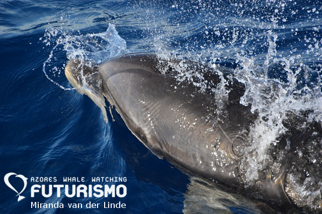 Azorean wildlife - Azores Whales