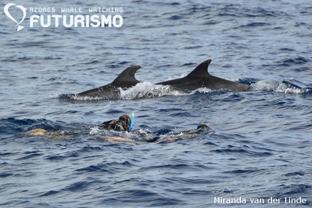 Azorean wildlife - Azores Whales