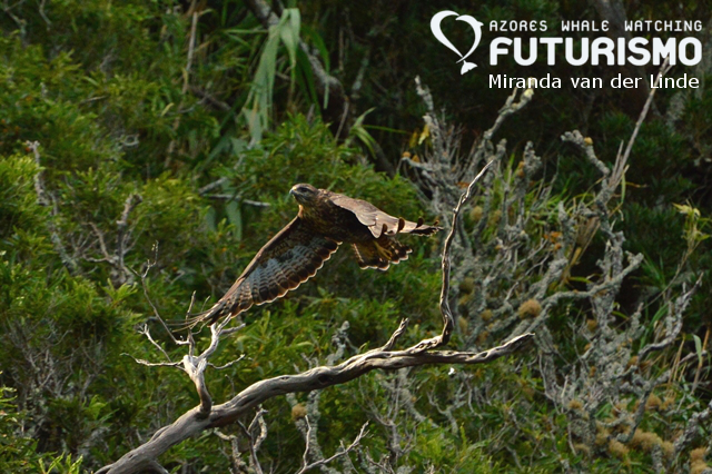 Azorean wildlife - Azores Whales
