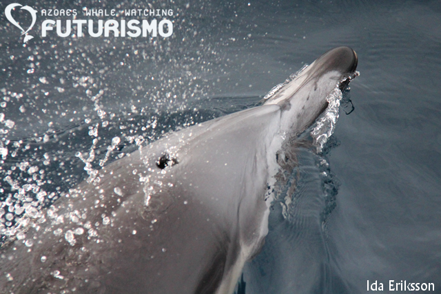 Whale search - Azores Whales