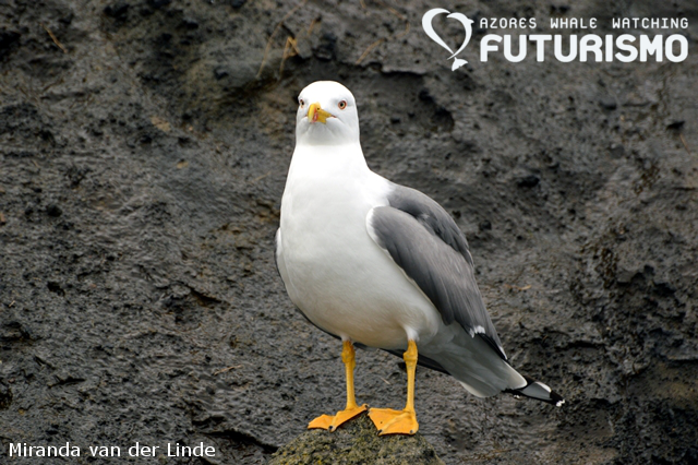 Marine biodiversity - Azores Whales