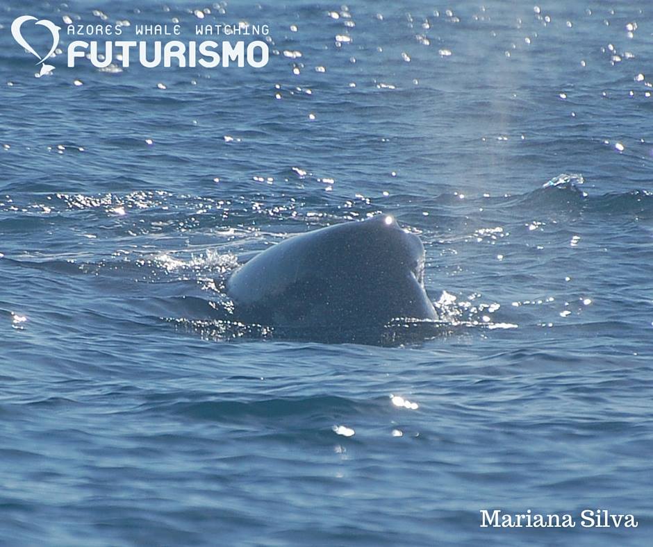Full Morning! - Azores Whales
