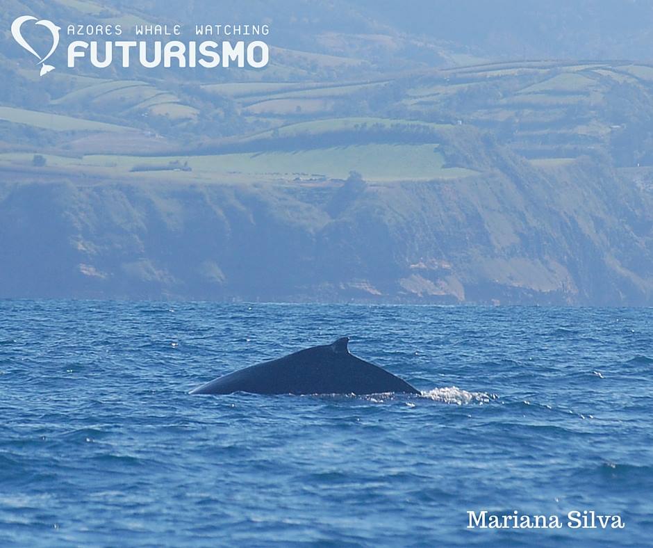 Full Morning! - Azores Whales