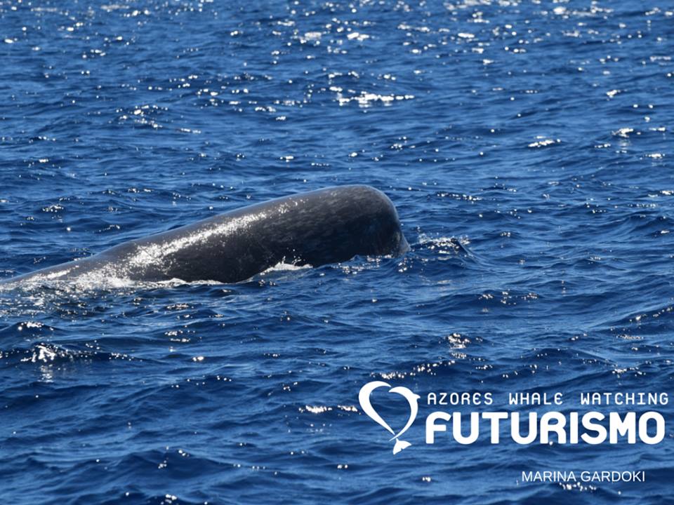 Amazing summer day! - Azores Whales