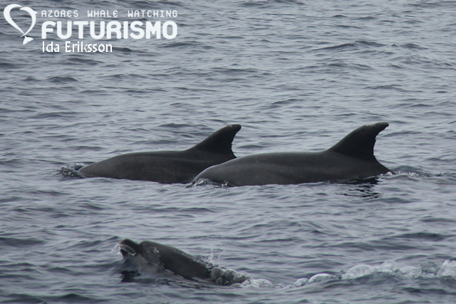 Northern dolphins - Azores Whales