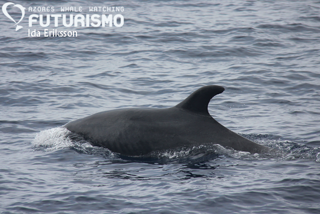 Northern dolphins - Azores Whales