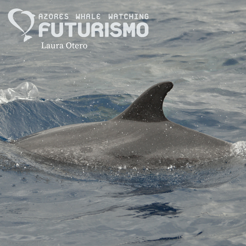 Northern dolphins - Azores Whales