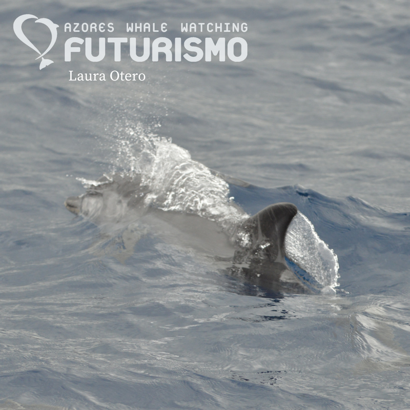 Northern dolphins - Azores Whales