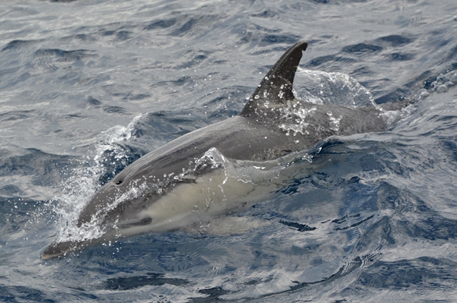 Dolphins in the rain - Azores Whales