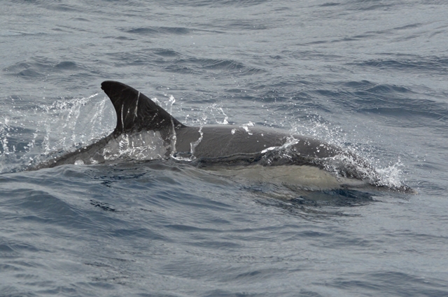 Dolphins in the rain - Azores Whales